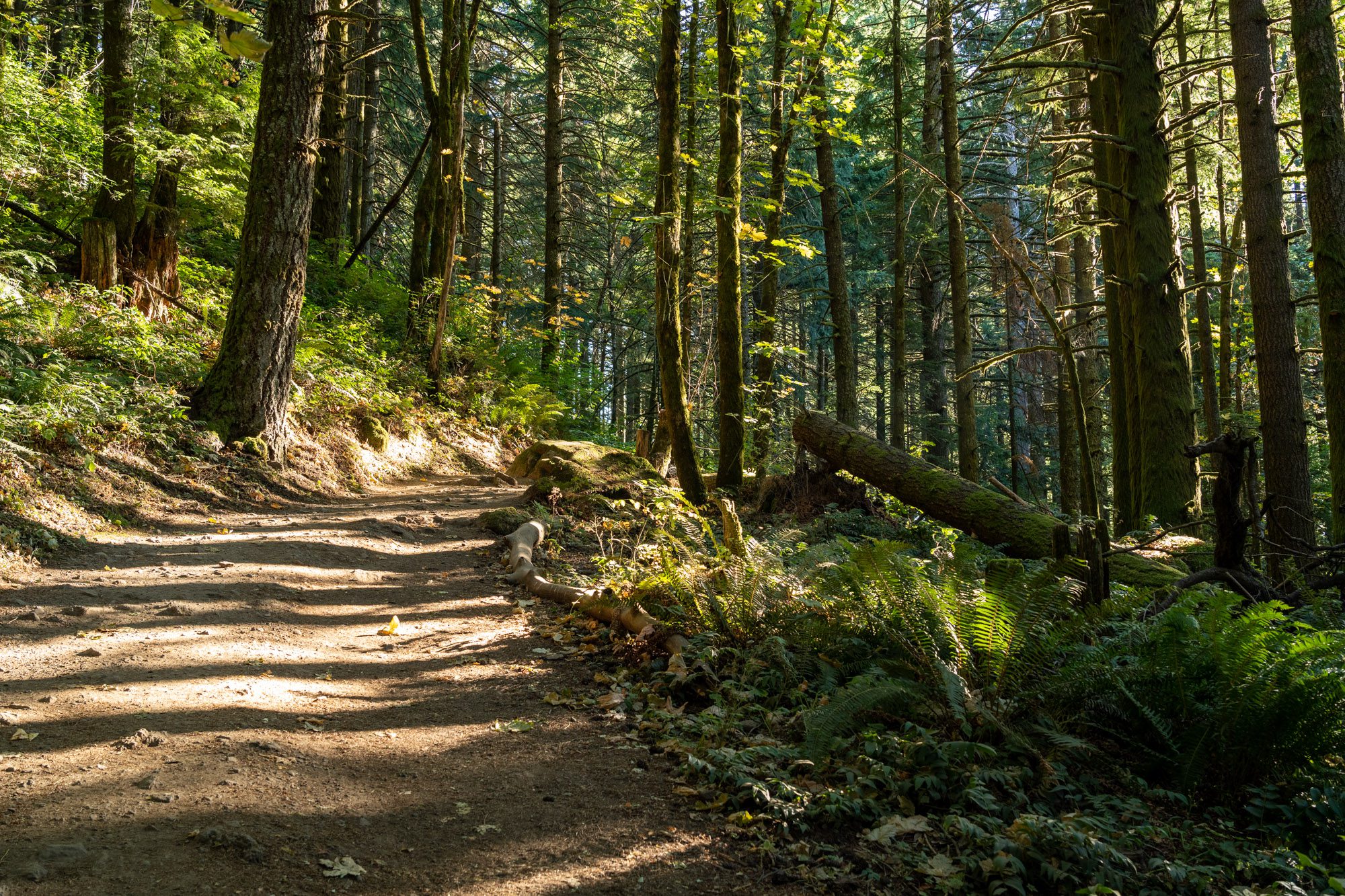 How to Hike the Amazing Hamilton Mountain Trail in the Gorge